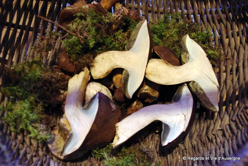 Le Bolet Bai, un champignon présent dans nos forêts Auvergnates.Regards ...