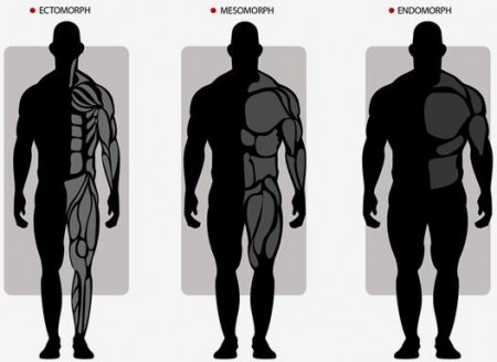 Difference between Ectomorph, Mesomorph and Endomorph ? | Bodybuilding ...