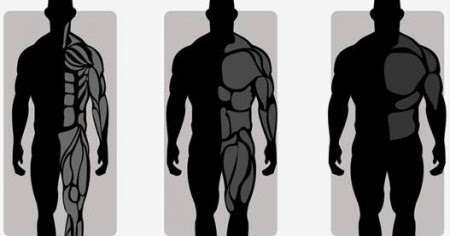 Difference between Ectomorph, Mesomorph and Endomorph ? | Bodybuilding ...