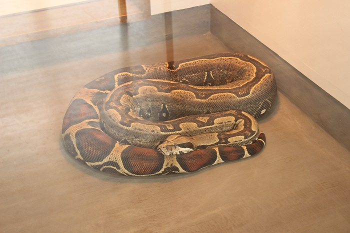 Zoos in Japan: Aso Cuddly Dominion