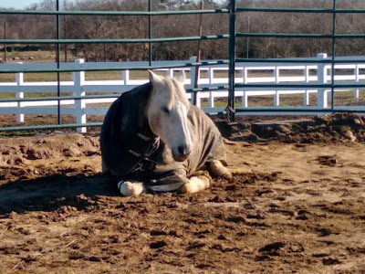 Wyvern Oaks: ProStride joint injections for the Cushings horse