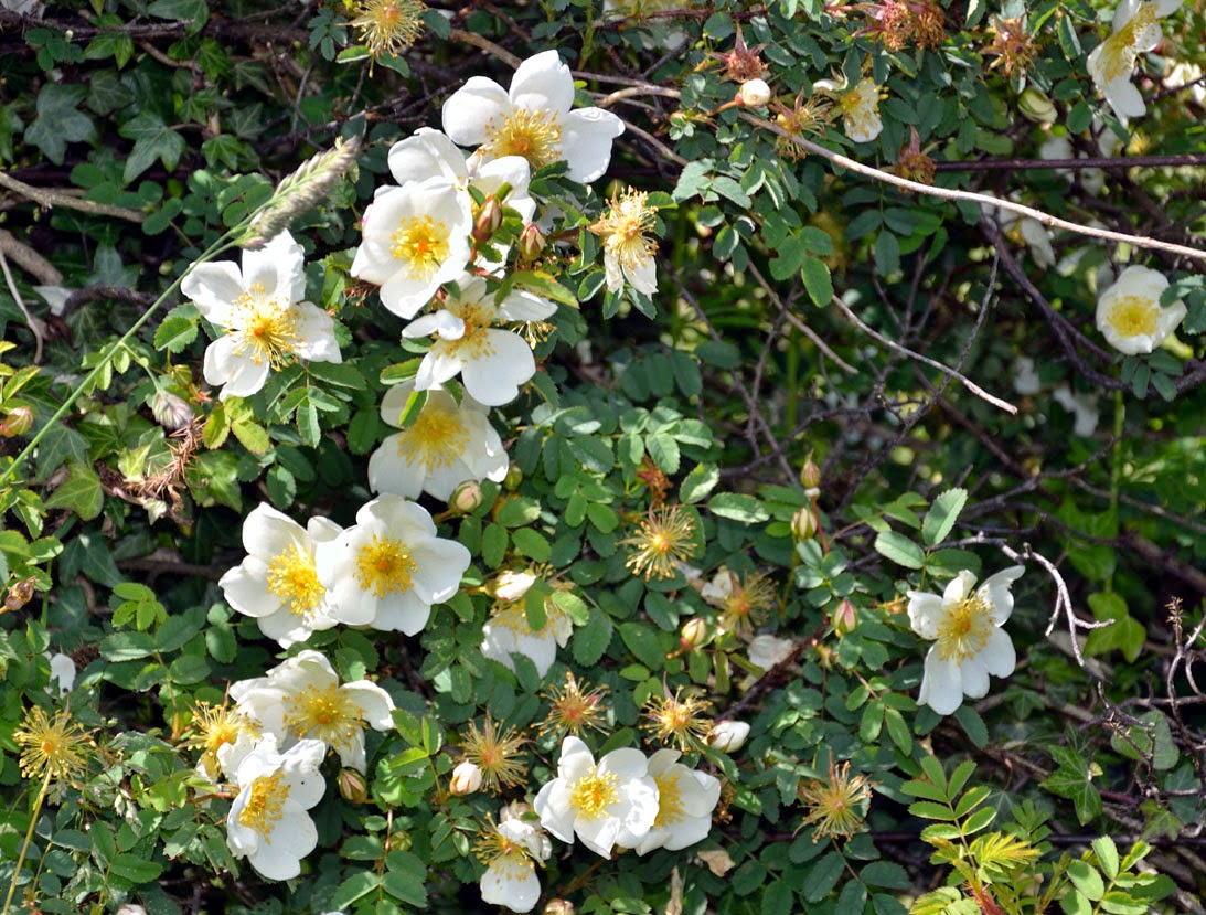 North Fife: Wild Roses North Fife