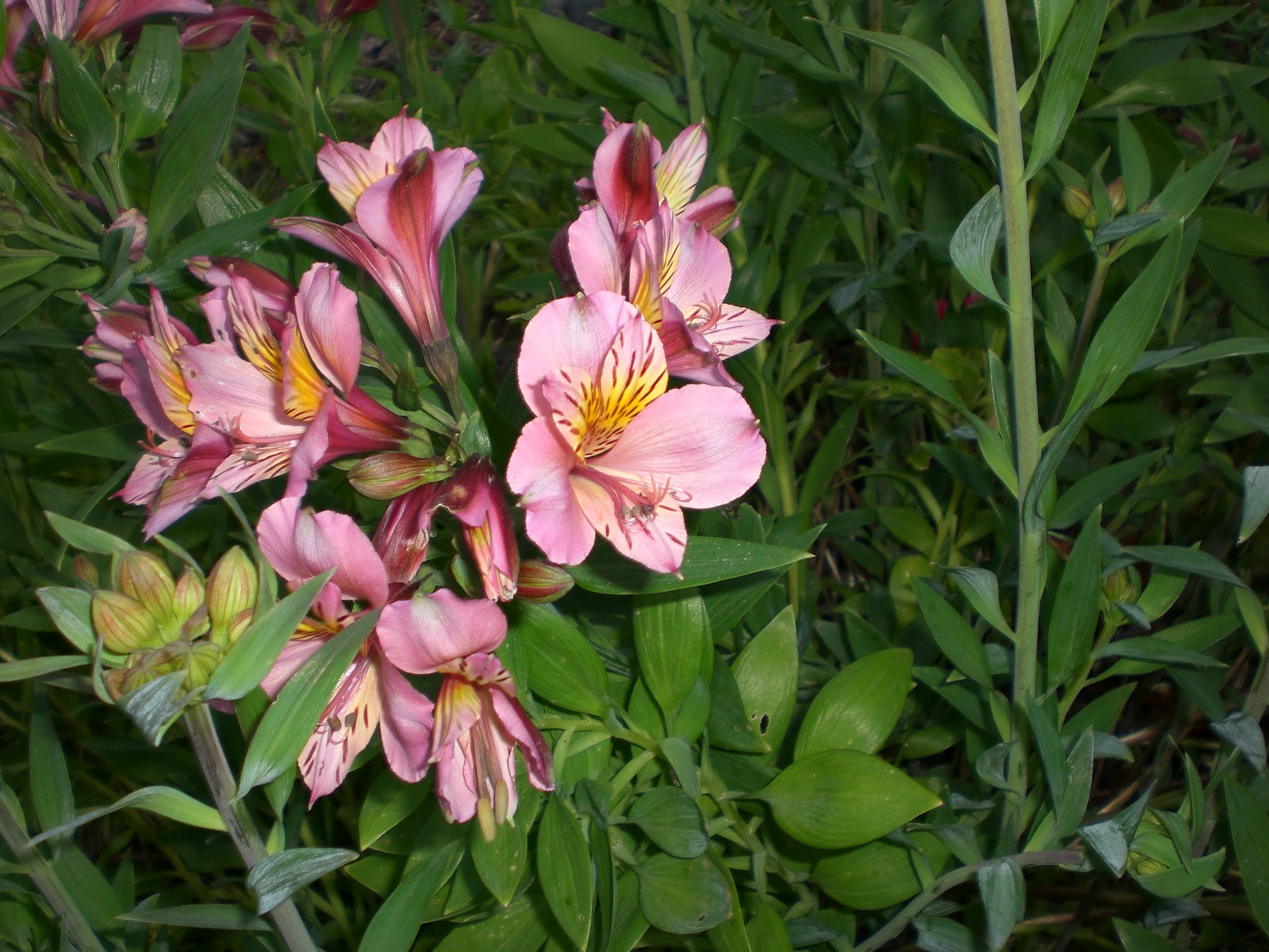 Eye Candy for the Famished: Alstromeria - Peruvian Lily