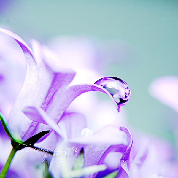 25 Beautiful Examples Of Macro Flower Photography | Mow Design ...
