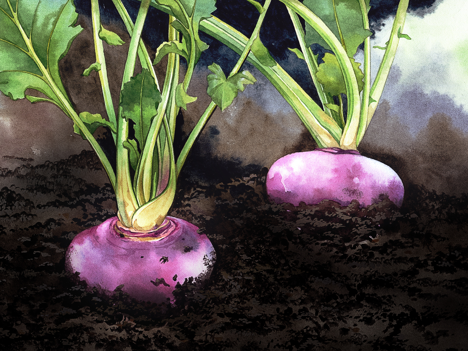 Majrova - så odlar vi den | Farbror Grön