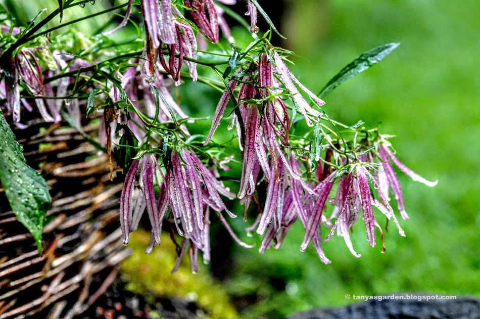 MySecretGarden: Some Pictures of My June Garden