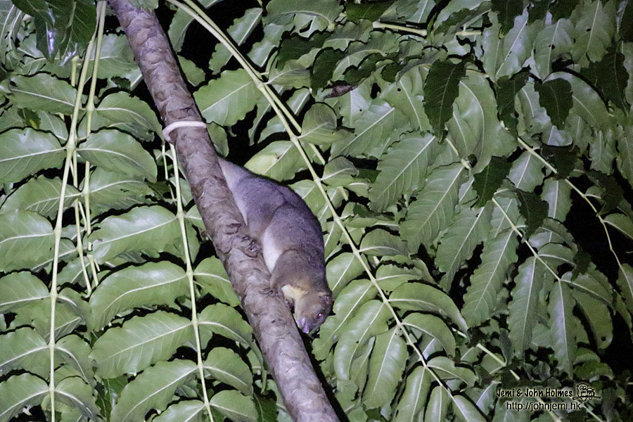 John's Hong Kong Birding: Birding New Ireland - April 2013 Part 1 ...