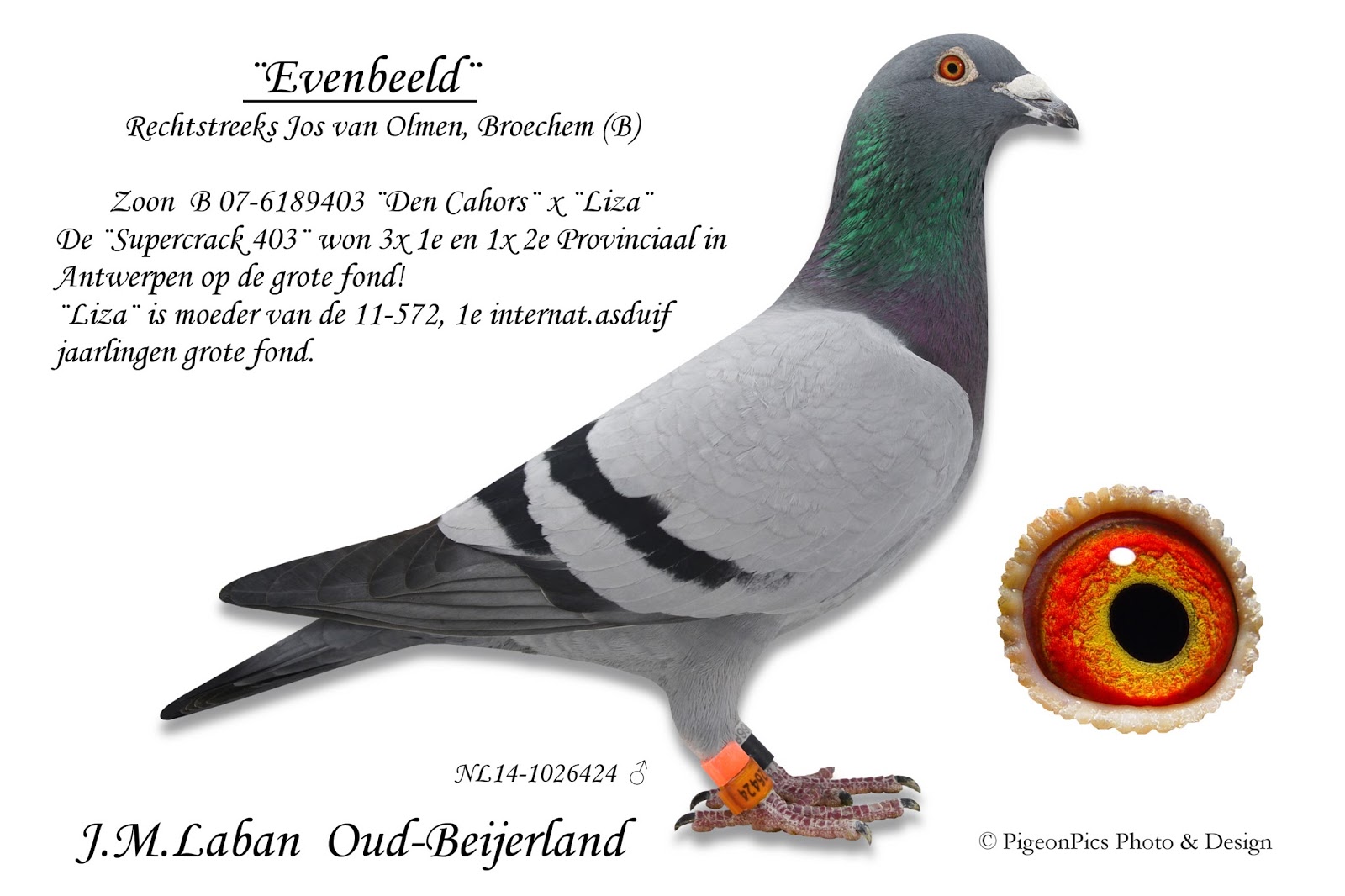 Postduiven.Laban: FOTO'S