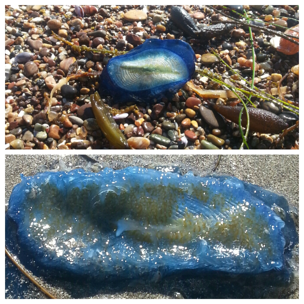 The Blue Phenomenom, My Encounter with Velella Velellas! Inspired by ...