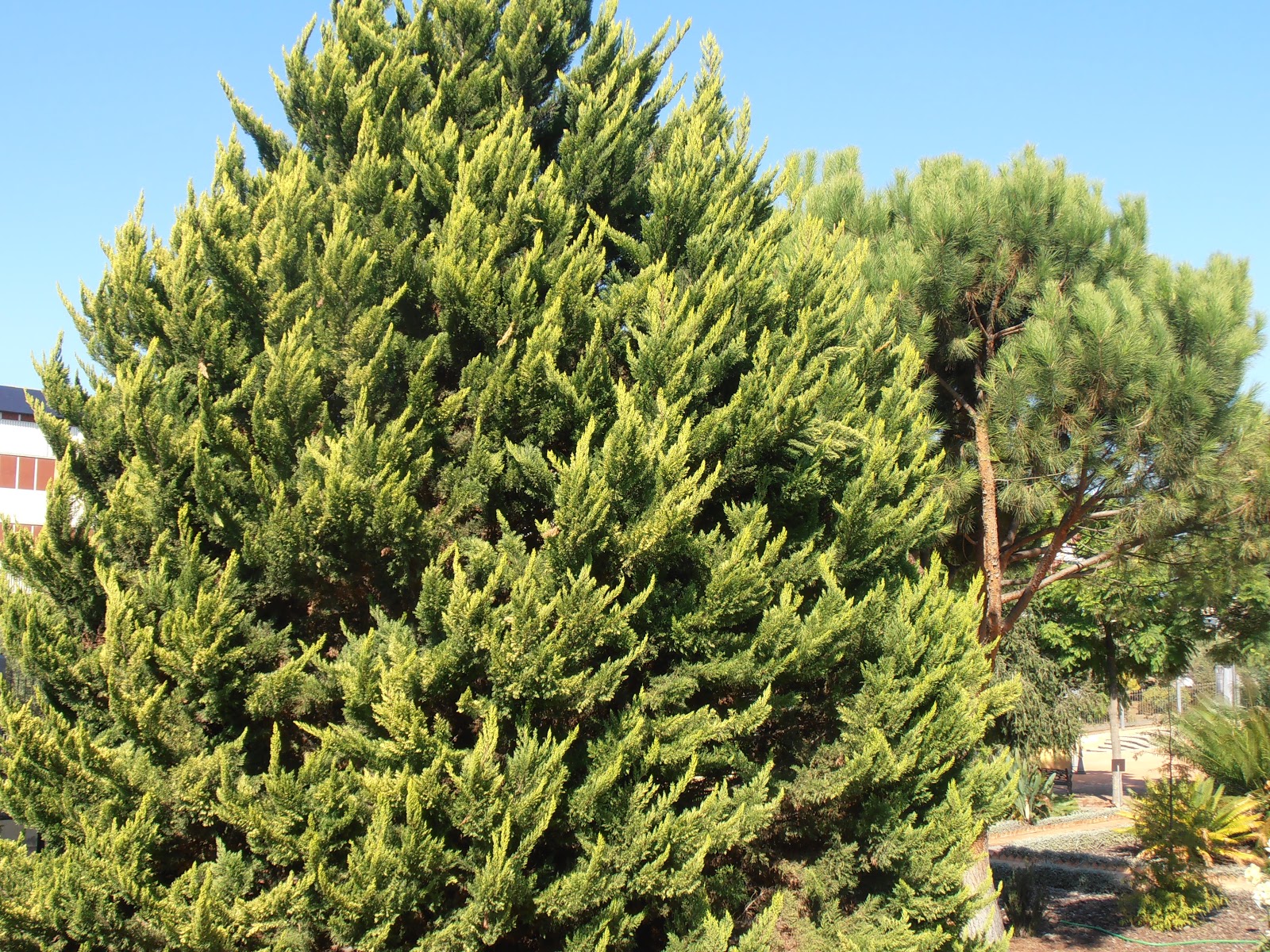 CIPRÉS DE MONTERREY: Cupressus macrocarpa | Plantas rioMoros