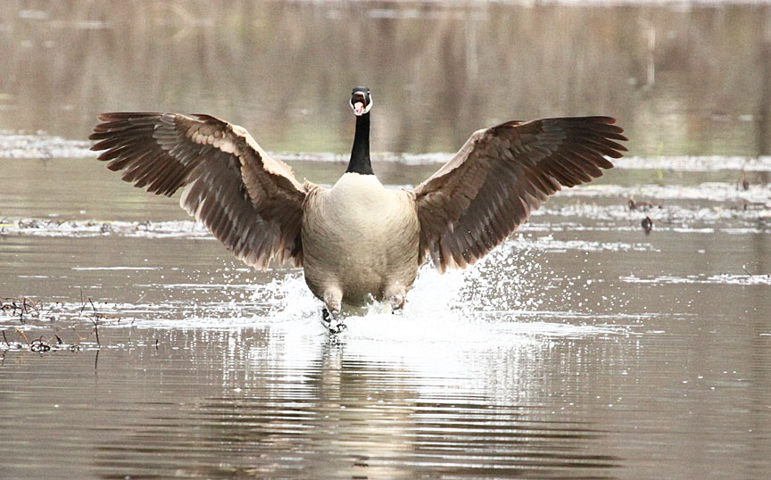 B.I.R.D.: Getting Goosed!