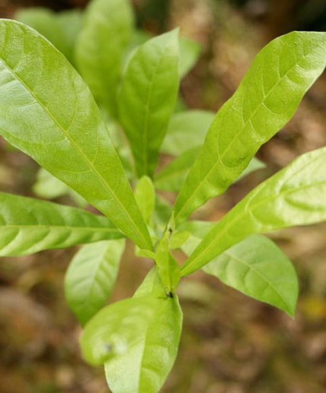 4 Manfaat Tanaman Maja Yang Perlu Kita Ketahui | Sehat Alami
