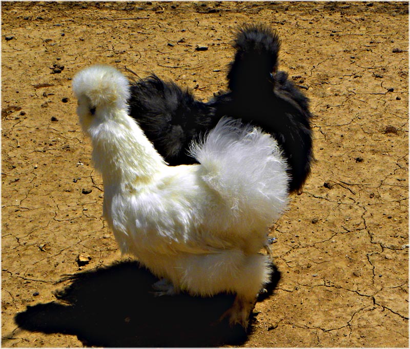 FOTO NATURA HUESCA 2: GALLINAS SEDOSAS CHINAS gallus gallus domesticus ...