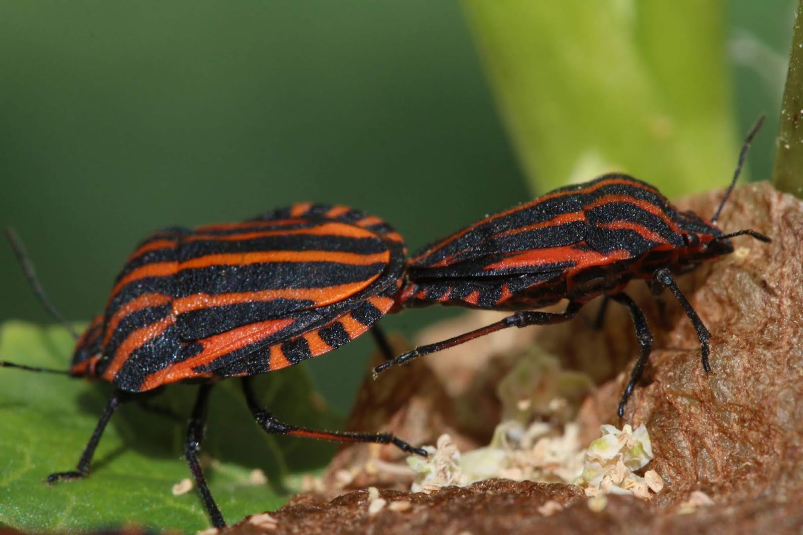 Päevik: Kolmnurk rabarbrivarrel