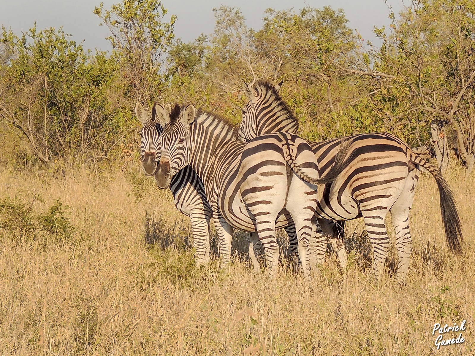 Tintswalo Ranger's Blog