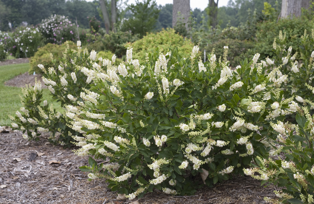 The Plant Hunter: A Walk Through Our Test Garden.