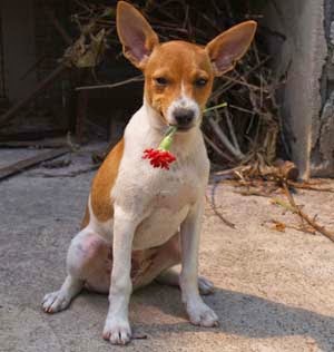 perros ratoneros: RATONERO VALENCIANO