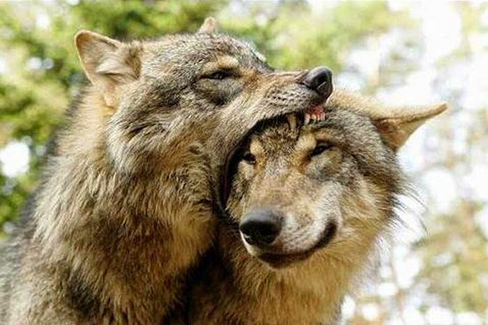 White Wolf : 14 Funny Wolf Pictures That Will Put A Smile On Your Face