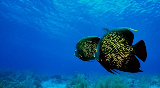 Marinduque Rising: Amoingon beach colors