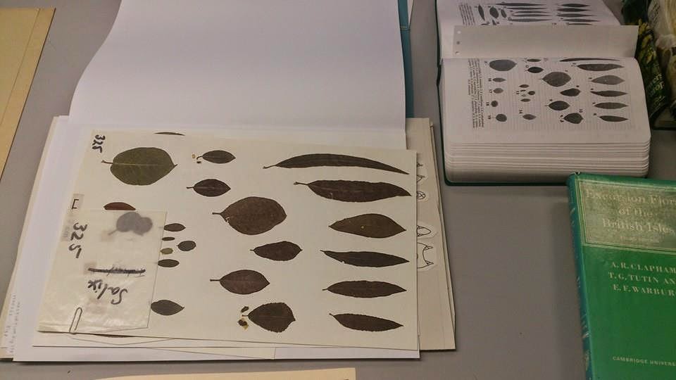 BSBI News & Views: Clive Stace talks about Hybrids at AEM 2014