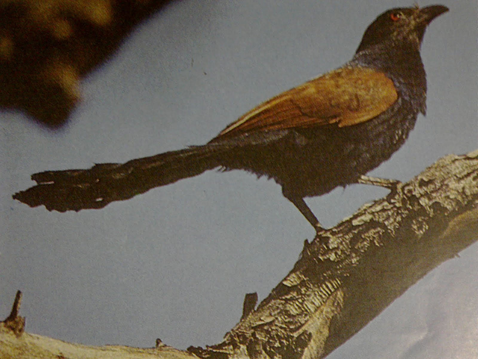 BIRDS of BENGAL BLOG