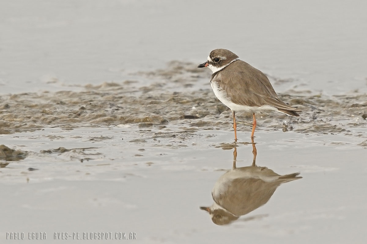 mis fotos de aves: Charadrius semipalmatus Chorlito Palmado ...