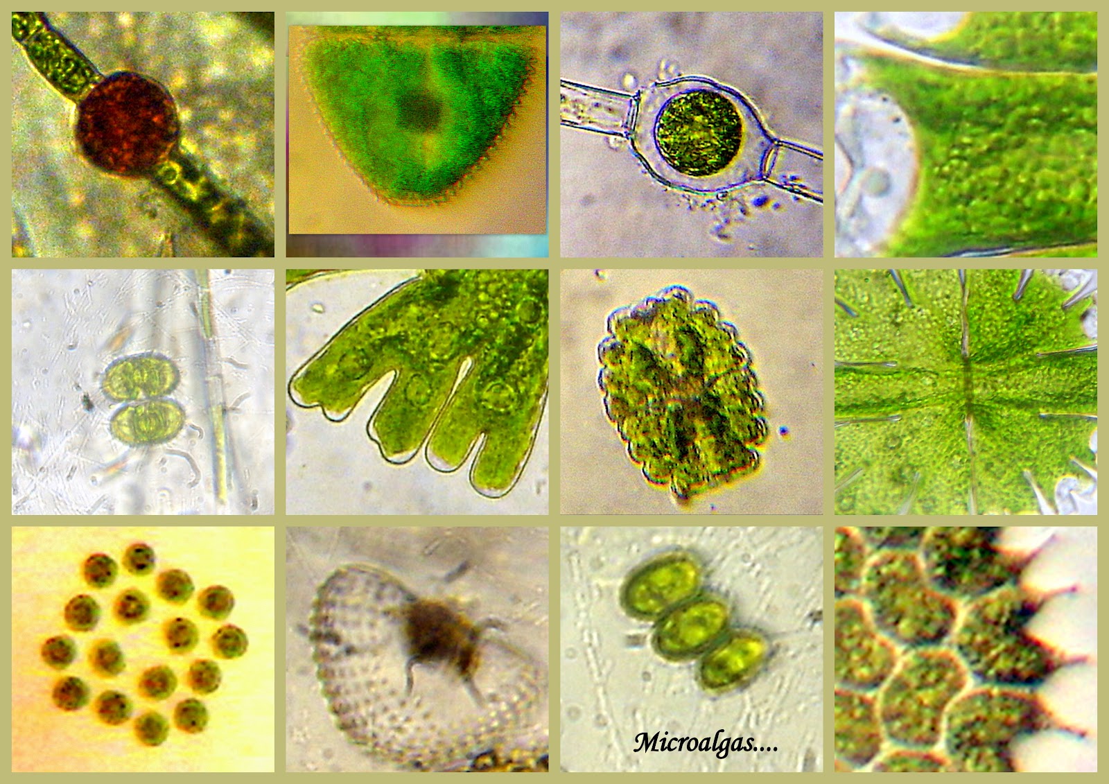 Cultivo de Microalgas em Fotobiorreatores: Fevereiro 2012