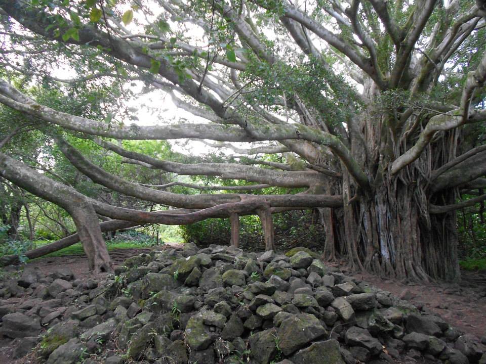 Rabbit Hill Primitives and Vintage: the best easiest peach cobbler ...