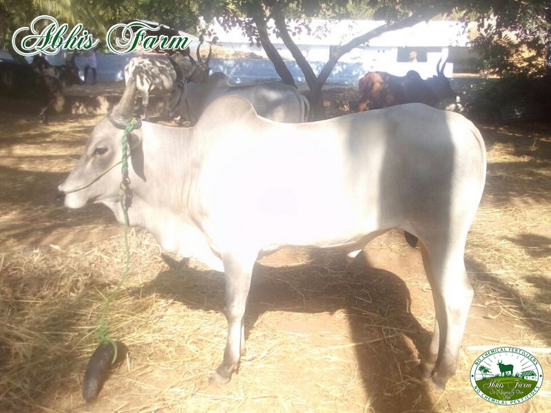 Abhis Farm: Our Stud Bull