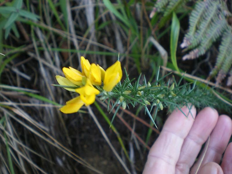 HORTA À PORTA: ULEX (TOJO, TOJO ARNAL)