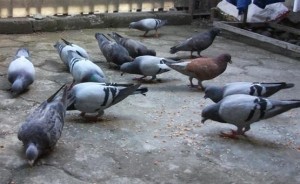 merpati: INFO TENTANG BURUNG MERPATI