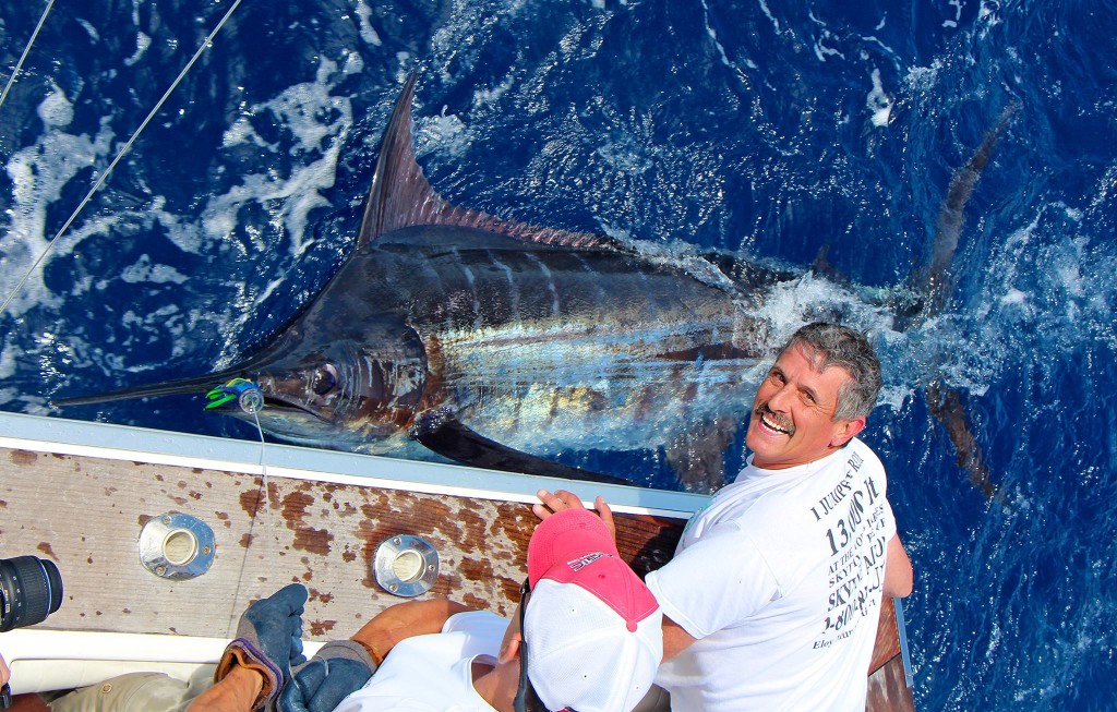International Fishing News: AZORES ISLANDS: first blue marlin report of ...