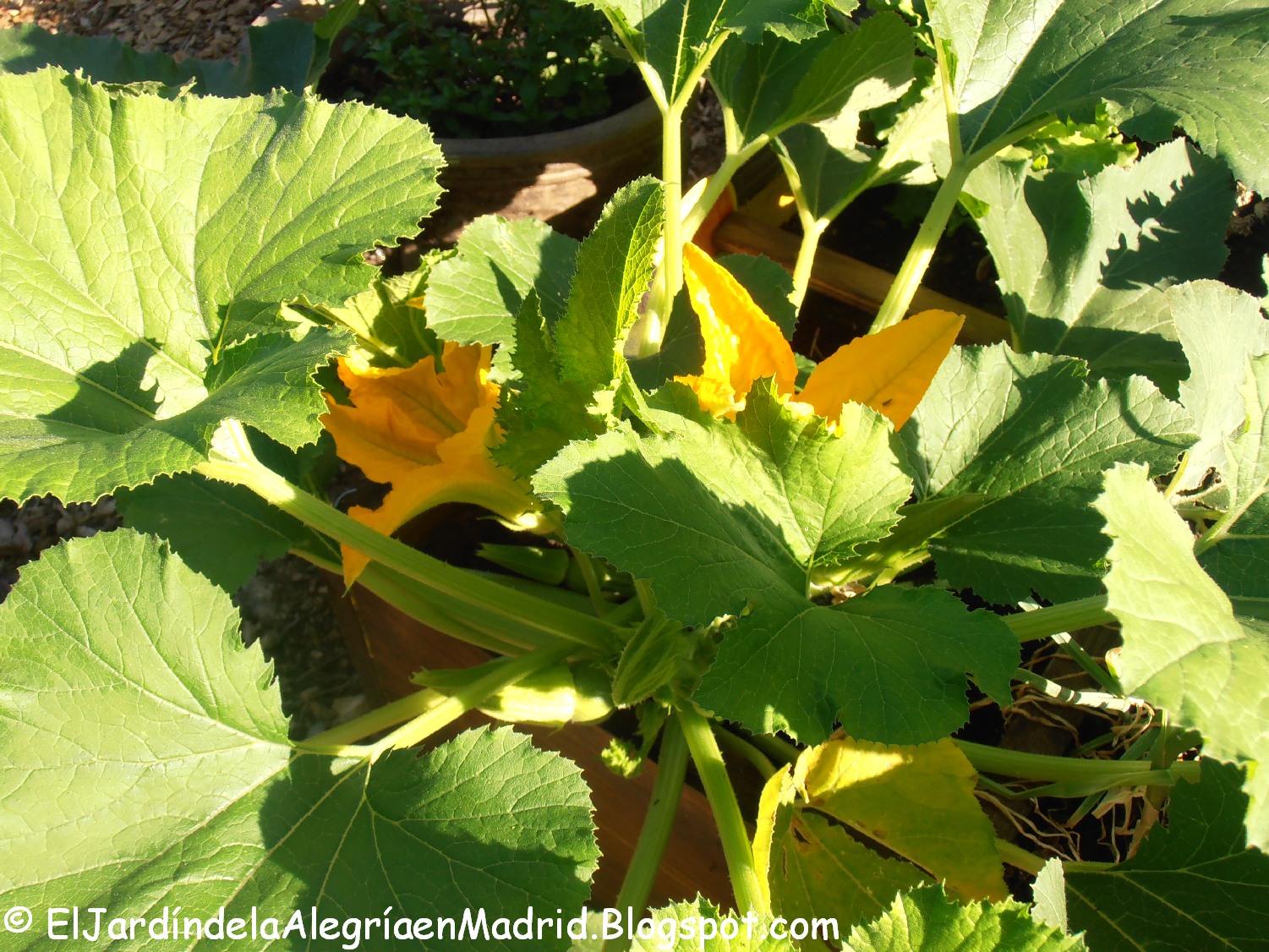 El jardín de la alegría : Flores macho y hembra de Curcubita maxima ...