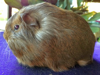 My Cavy Kingdom: Selling