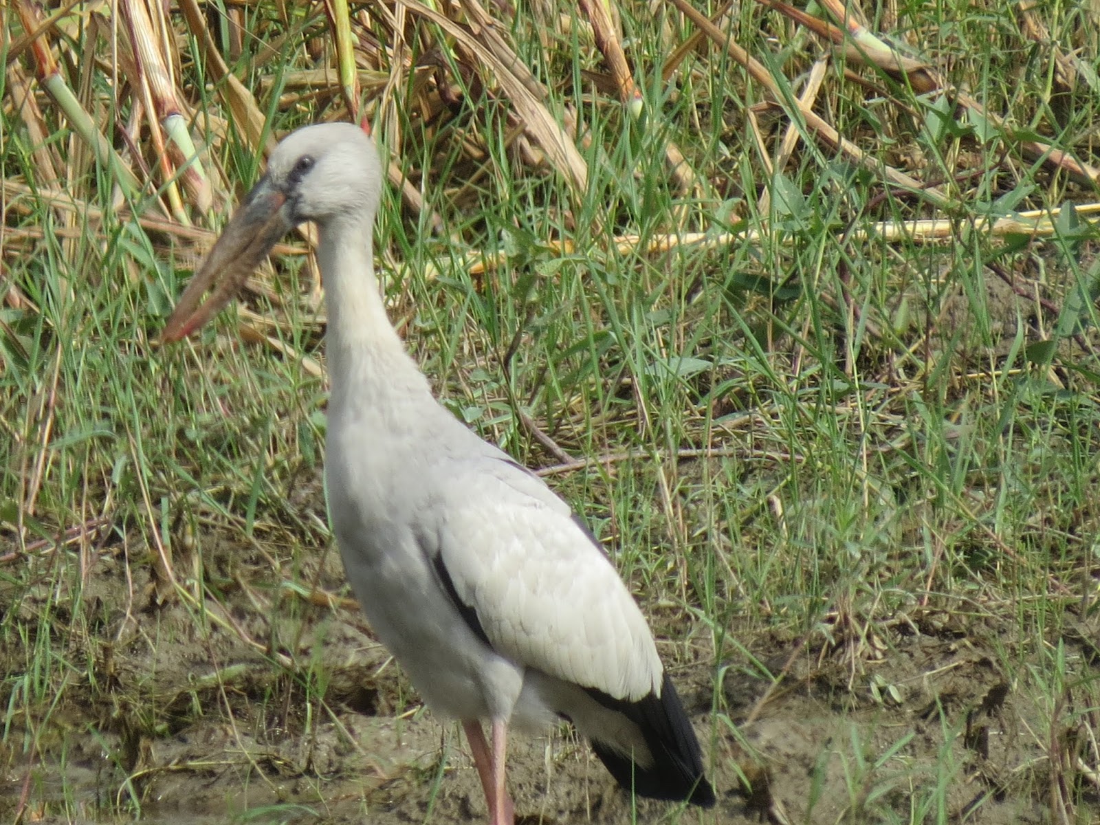 Birds in Delhi(India): Asian Openbill stork