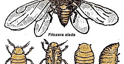 La plaga de filoxera de la vid en Cilleros