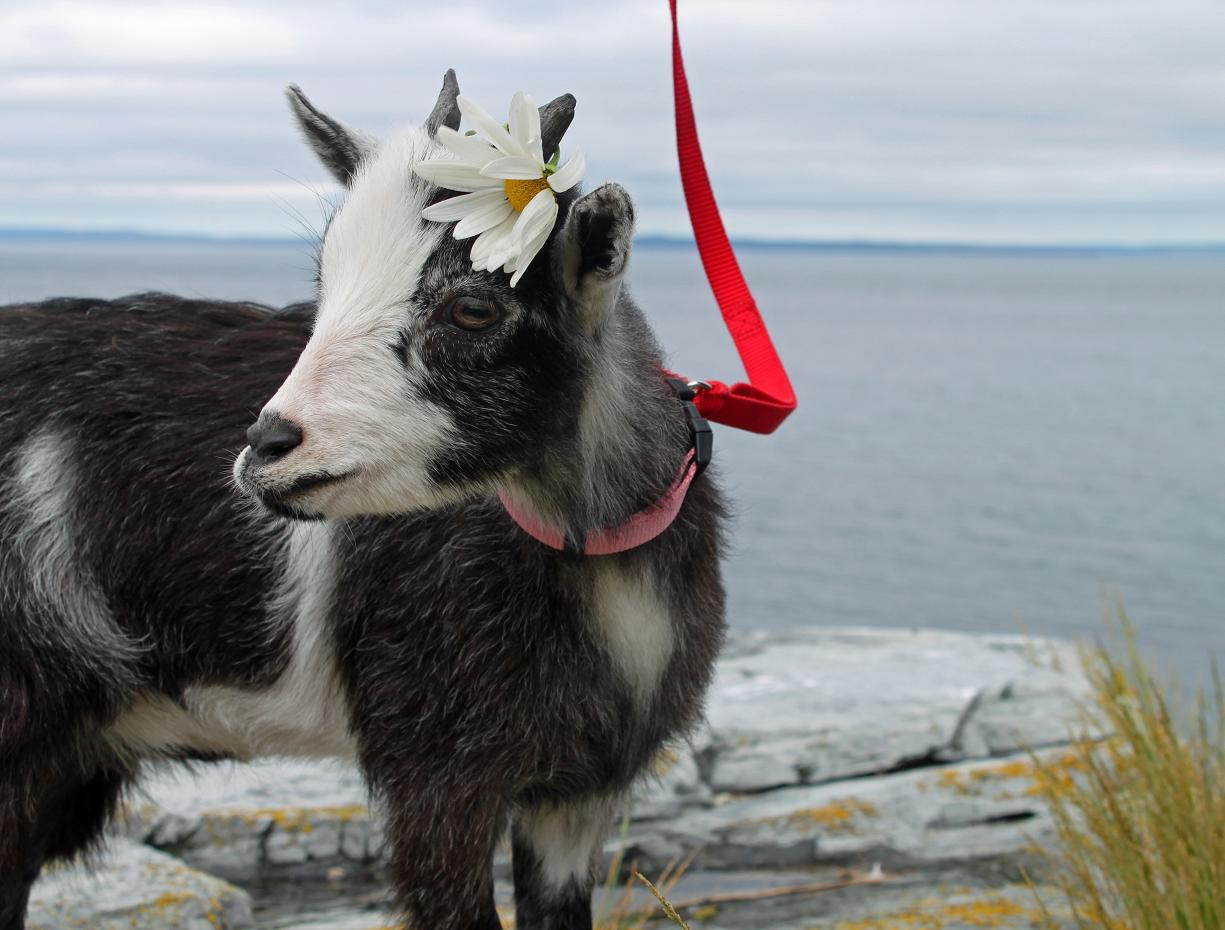 The Grumpy Goat Gallery: July 2011