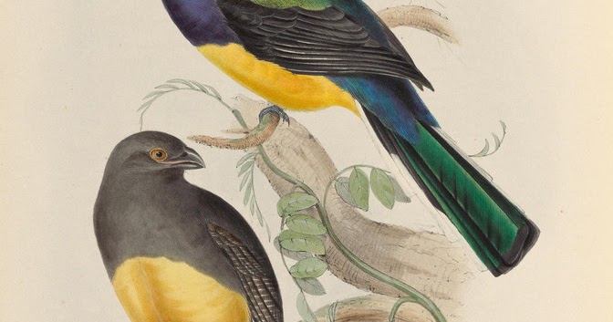 Los trogones. La selva esmeralda.