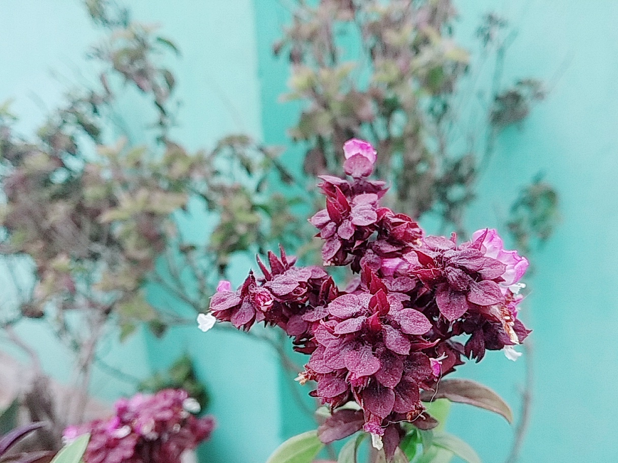 Photo Gallery #3 - The 🌺 Beauty of Marjoram (Marua) plant - HK ...