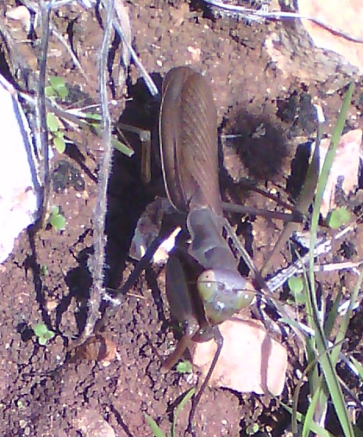 Um Amador Da Natureza 2 Louva A Deus um-amador-da-natureza-2-louva-a-deus