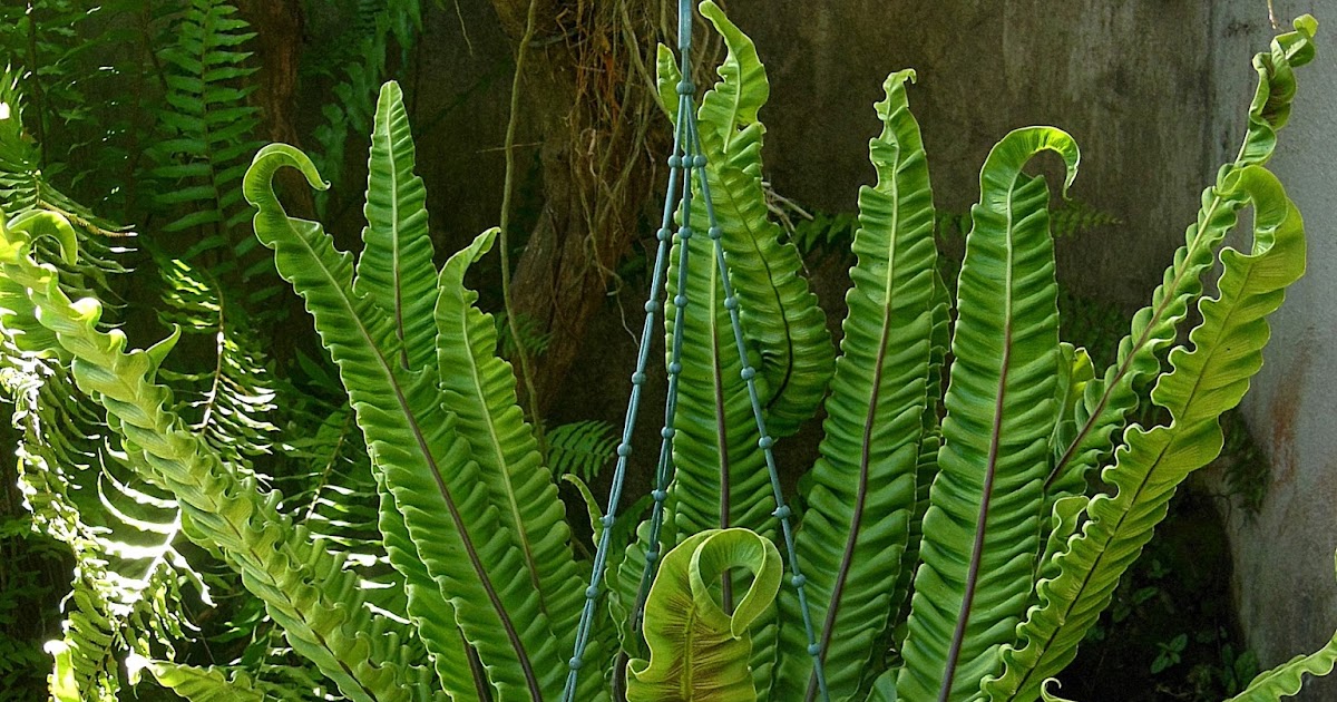 A mutant form of Asplenium nidus