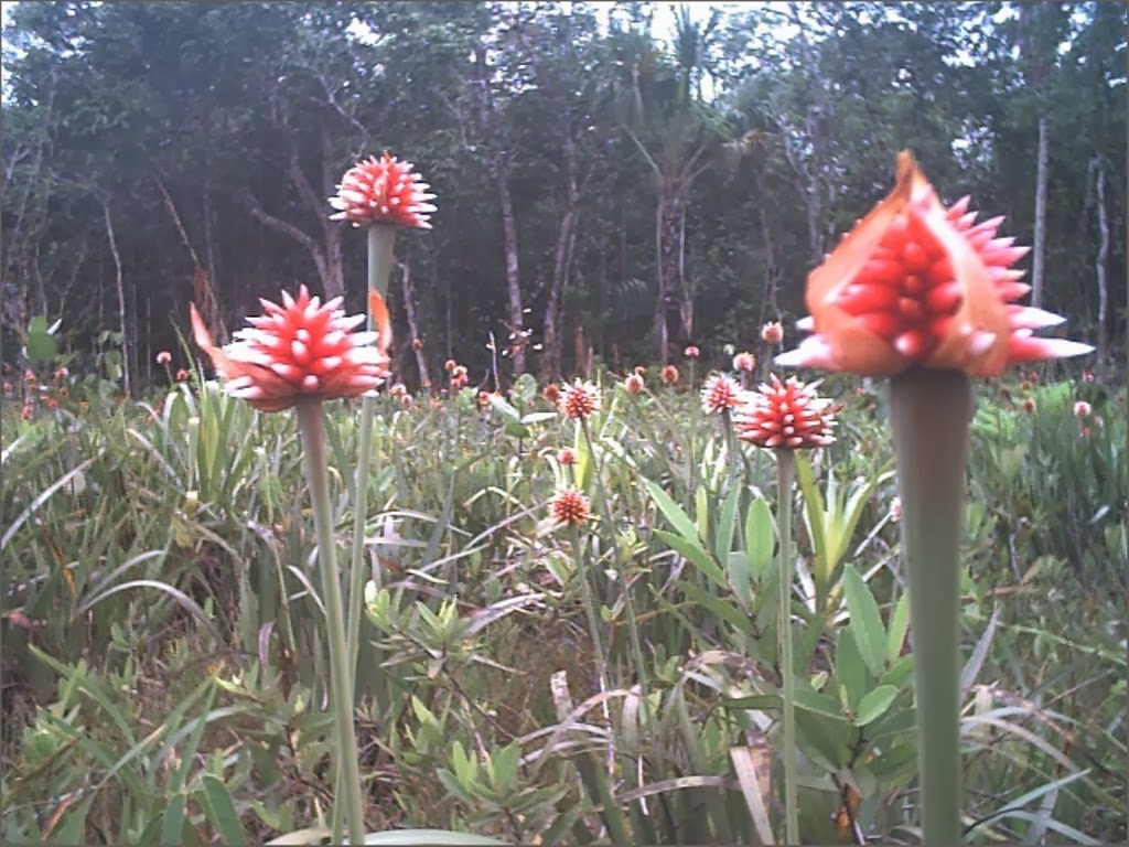 Jardín de Las Flores de Inírida : Patrimonio Cultural Natural