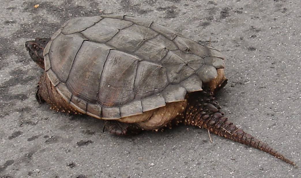 Blue Starr Gallery: Baby Snapping Turtle