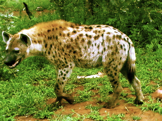 Virgindyke's Hyenas: The Encounter: Hyena Wizard