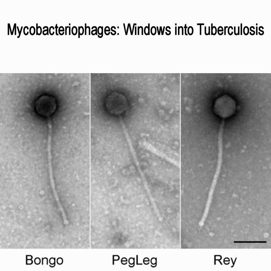 Medical Laboratory and Biomedical Science: Mycobacteriophages: Windows ...