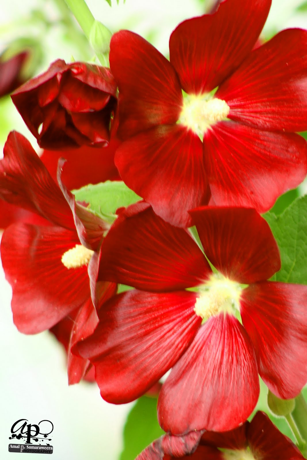 Samaru creation: Nature