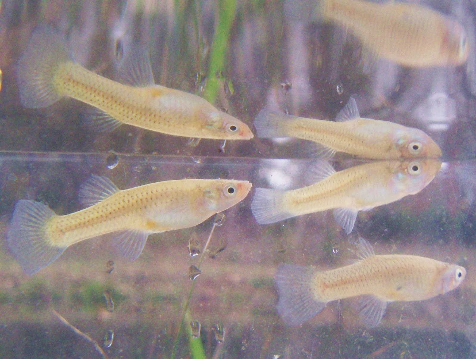 Natural Gault: Fish
