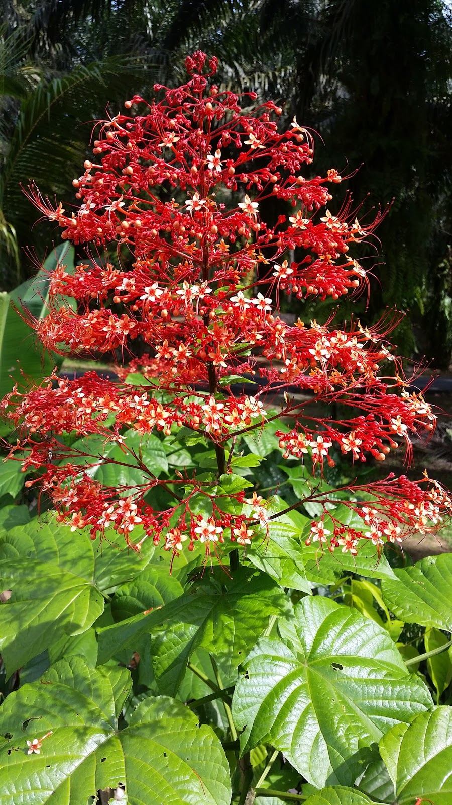 Warisan Petani: WW 12 : Bunga Pagoda