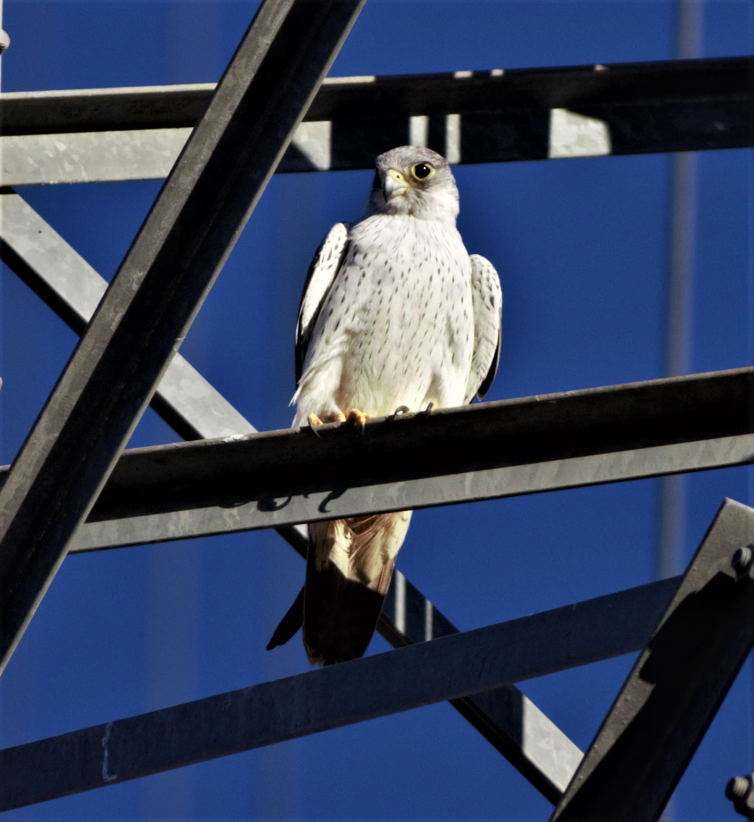 sunshinecoastbirds: Lark Quarry: Grey Falcon, Rusty Grasswren, Rufous ...