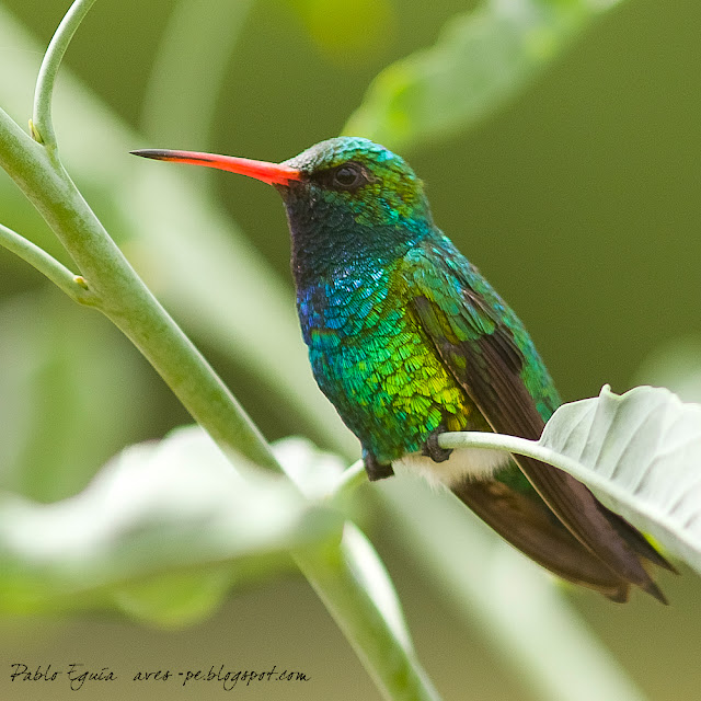 mis fotos de aves: Chlorostilbon lucidus Picaflor Verde Glittering ...